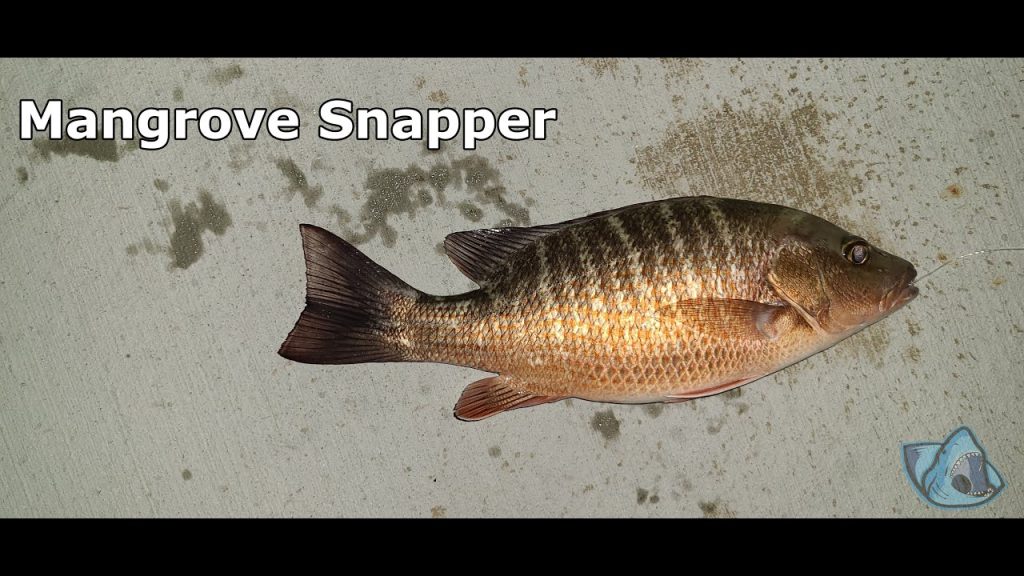 Mangrove Snapper - Fishing Florida Water LLC | Helping to inspire new ...