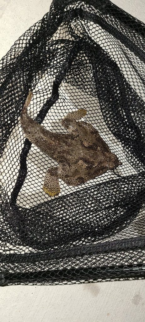 The Polka-dot Batfish: All You Need to Know - Fishing Florida Water LLC ...