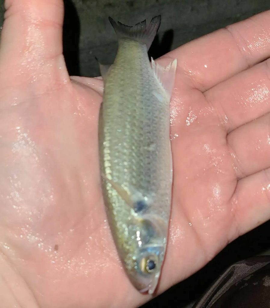 Tarpon Fishing in Florida: A Guide to the Best Bait - Fishing Florida ...