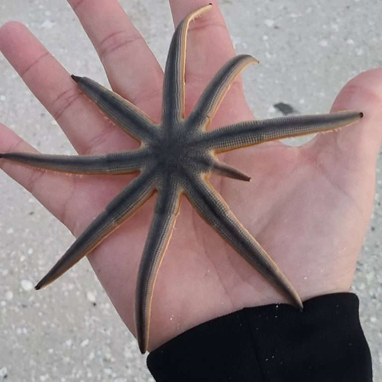 Nine-armed Sea Star Identification - Fishing Florida Water LLC ...